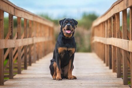 7 Rottweiler Colors and Patterns (With Pictures)