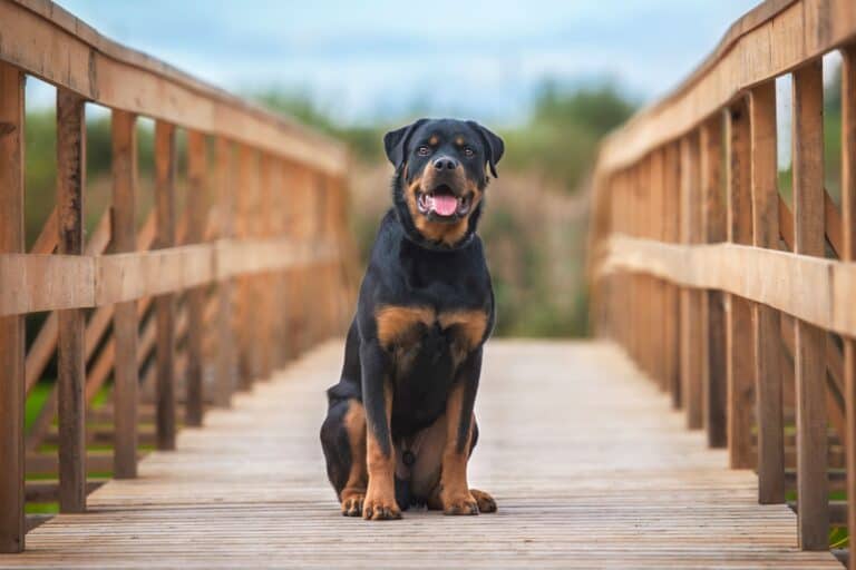 7 Rottweiler Colors and Patterns (With Pictures)
