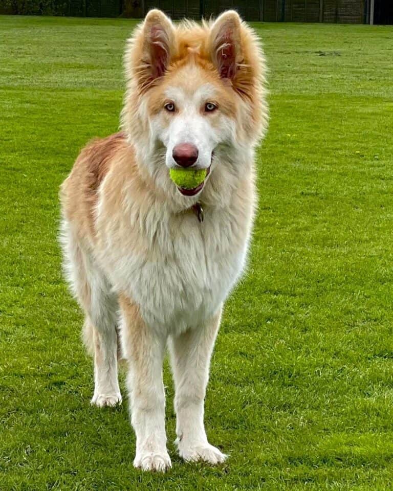 Isabella German Shepherd: Facts, Genetics, Pictures & More