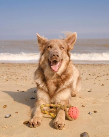 Isabella German Shepherd: Facts, Genetics, Pictures & More