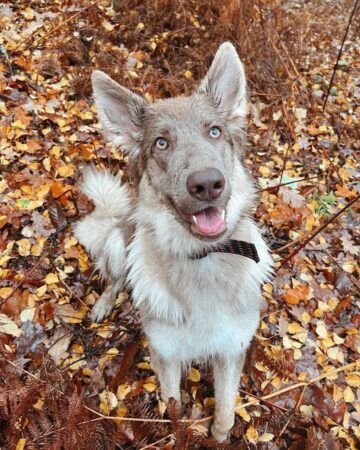 Isabella German Shepherd: Facts, Genetics, Pictures & More