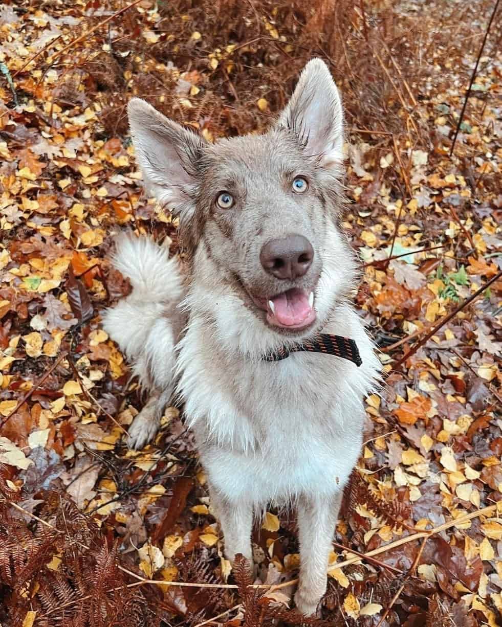 Isabella German Shepherd: Facts, Genetics, Pictures & More