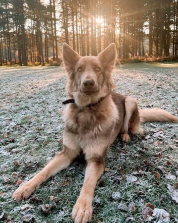 Isabella German Shepherd: Facts, Genetics, Pictures & More