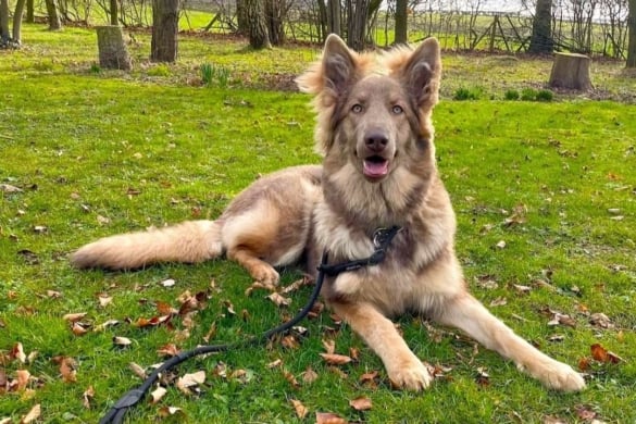 Isabella German Shepherd: Facts, Genetics, Pictures & More