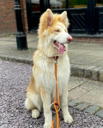 Isabella German Shepherd: Facts, Genetics, Pictures & More