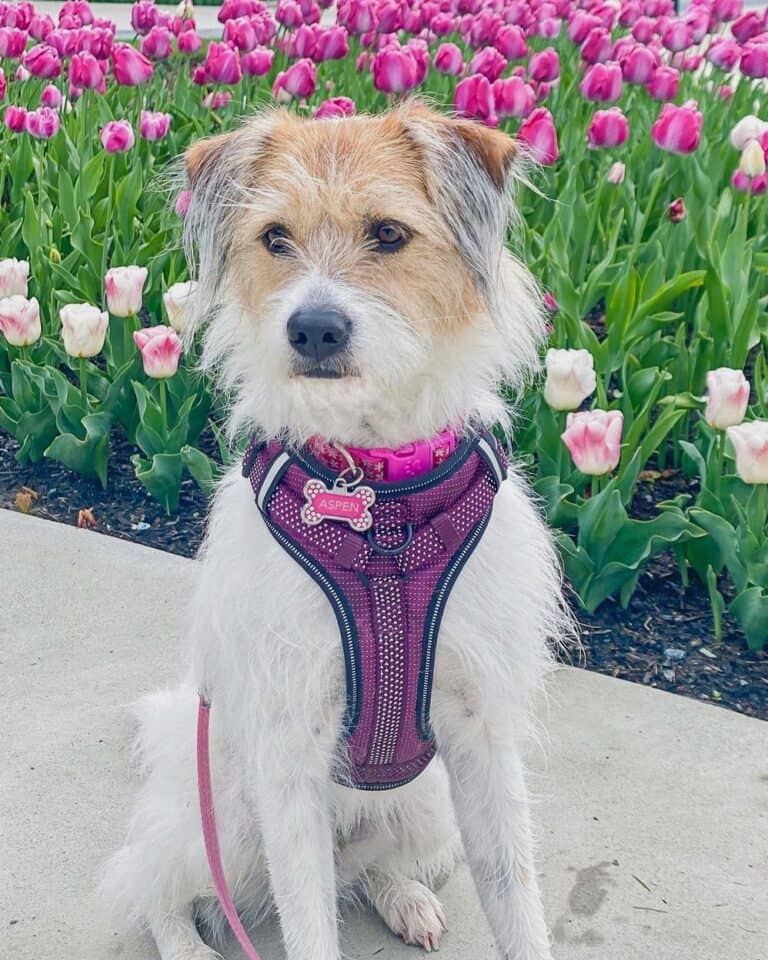 Jack Russell Australian Shepherd Mix: Info, Pictures & Facts