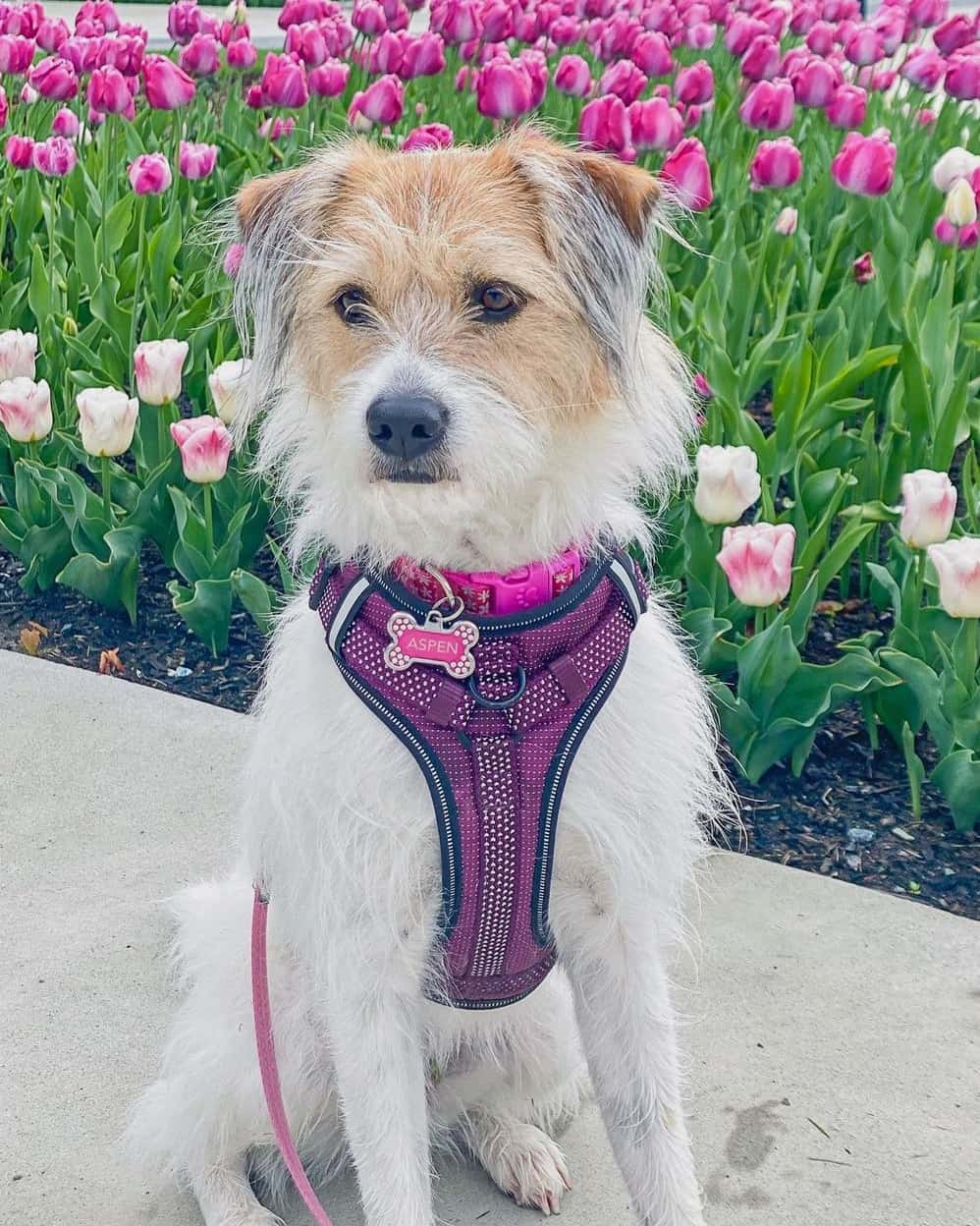 Jack Russell Australian Shepherd Mix: Info, Pictures & Facts