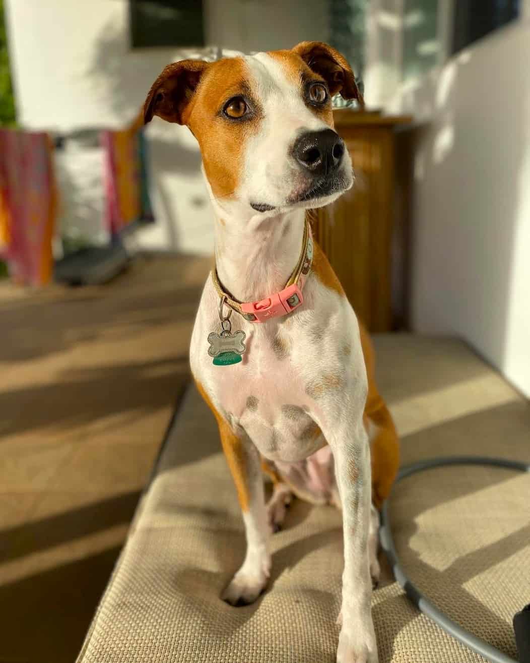 Whippet Jack Russell Mix: Info, Pictures, Traits & Facts