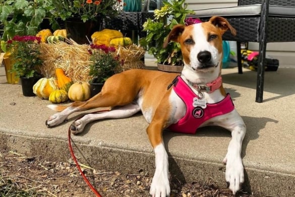 Whippet Jack Russell Mix: Info, Pictures, Traits & Facts