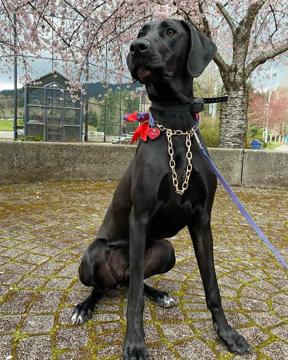 King Doberman: Breed Info, Traits & Facts (With Pictures)