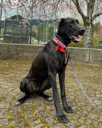 King Doberman: Breed Info, Traits & Facts (With Pictures)