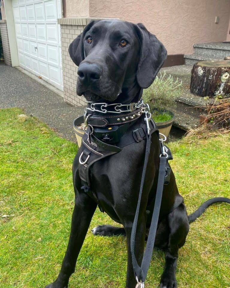 King Doberman: Breed Info, Traits & Facts (With Pictures)