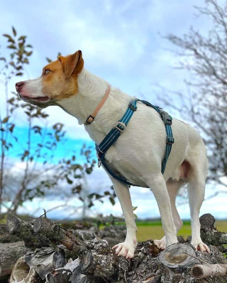 Border Collie Lab Mix (Borador): Breed Info, Pictures & Facts