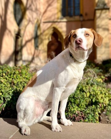 Border Collie Lab Mix (Borador): Breed Info, Pictures & Facts