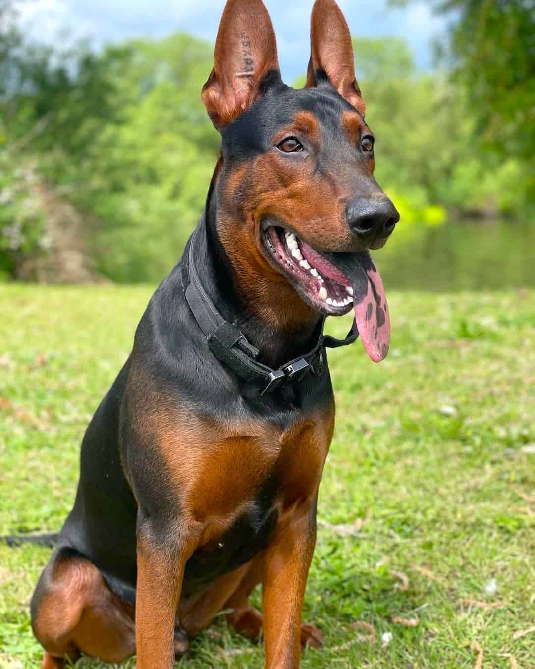 17 Dog Breeds With Blue Tongues (With Pictures & Facts)