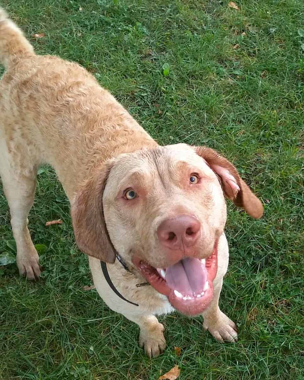 9 Chesapeake Bay Retriever Colors (With Pictures)