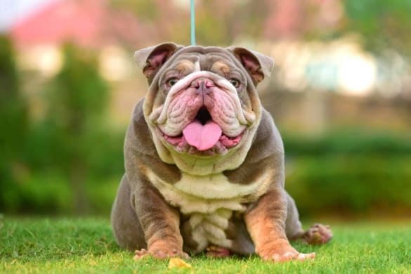 20 Types of Bulldog Breeds: American, English, French & More