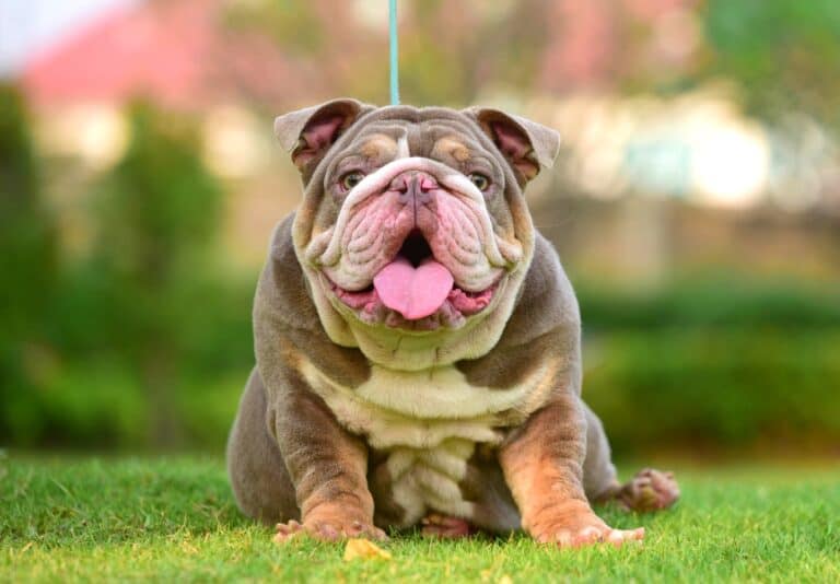Lilac English Bulldog: Info, Genetics & Facts (With Pictures)