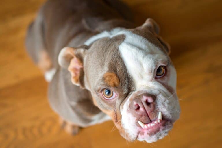 Lilac English Bulldog: Info, Genetics & Facts (With Pictures)