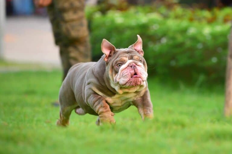 Lilac English Bulldog: Info, Genetics & Facts (With Pictures)