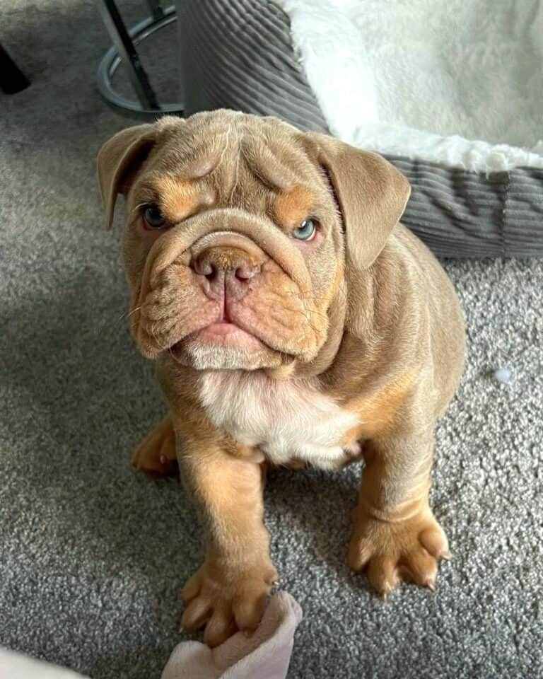 Lilac English Bulldog: Info, Genetics & Facts (With Pictures)