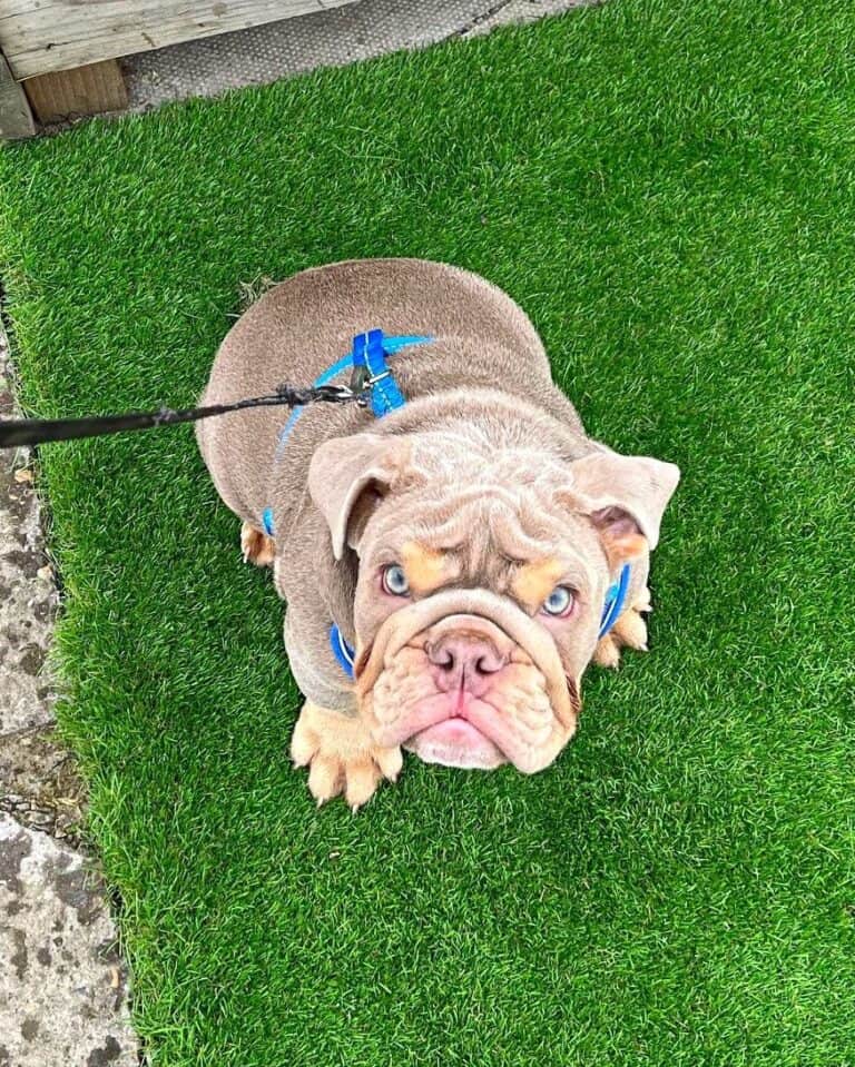 Lilac English Bulldog: Info, Genetics & Facts (With Pictures)