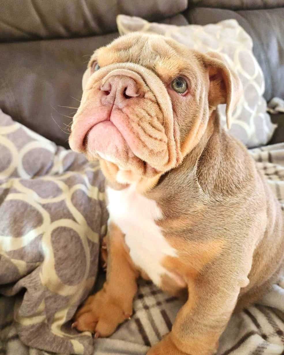 Lilac English Bulldog: Info, Genetics & Facts (With Pictures)