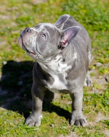 Merle French Bulldog: Facts, Genetics, Pictures & More