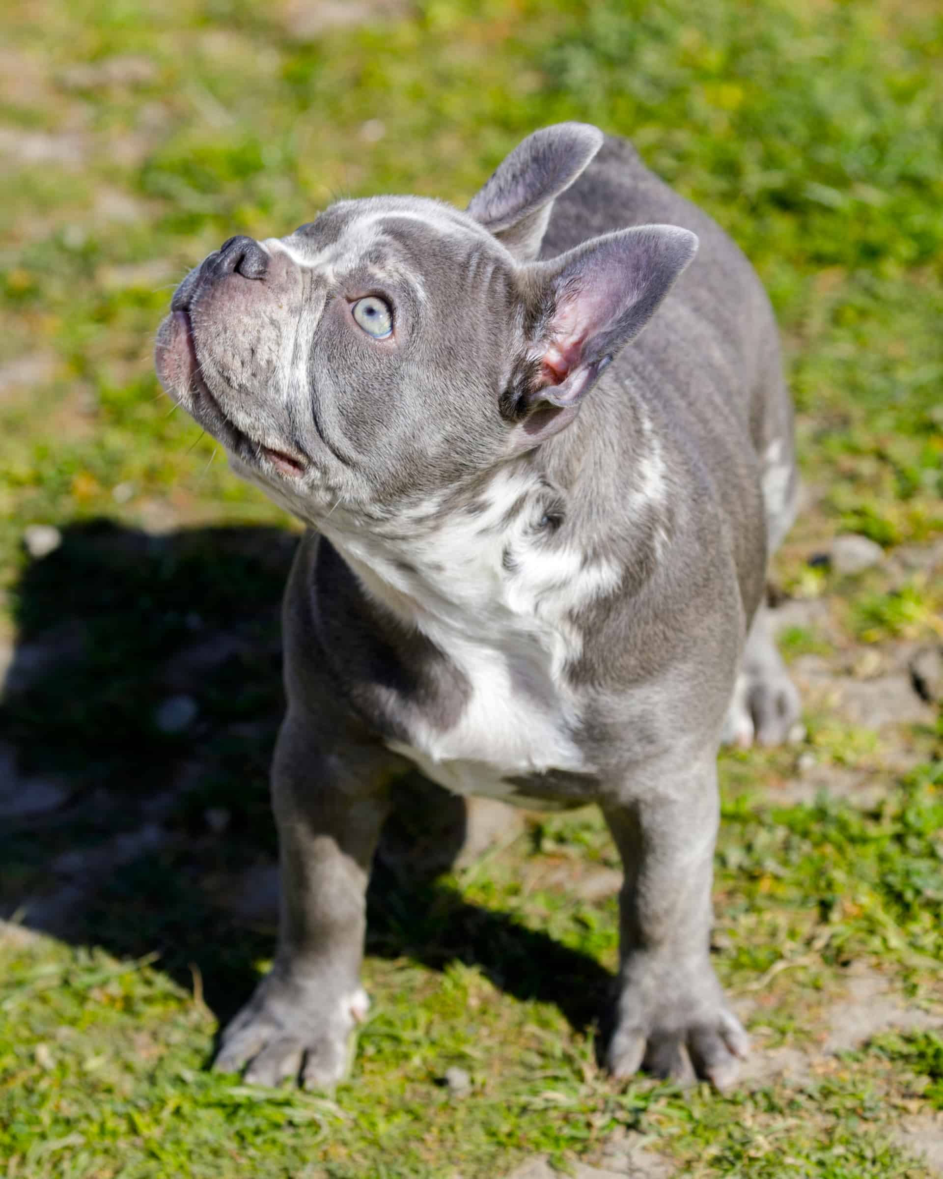 Merle French Bulldog: Facts, Genetics, Pictures & More