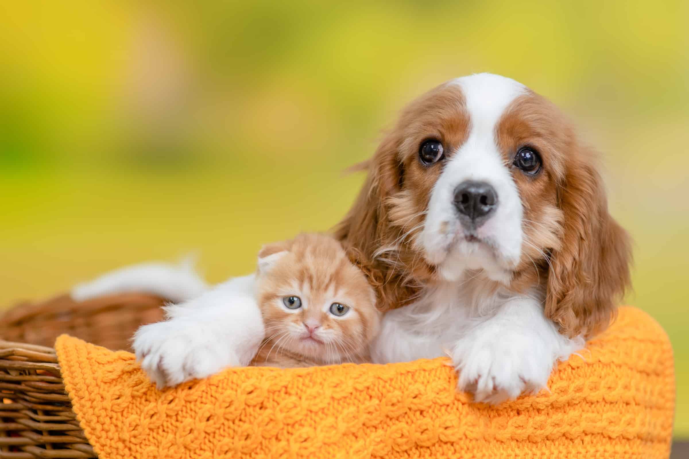 Male vs. Female Cavalier King Charles Spaniel: Which Is Better?