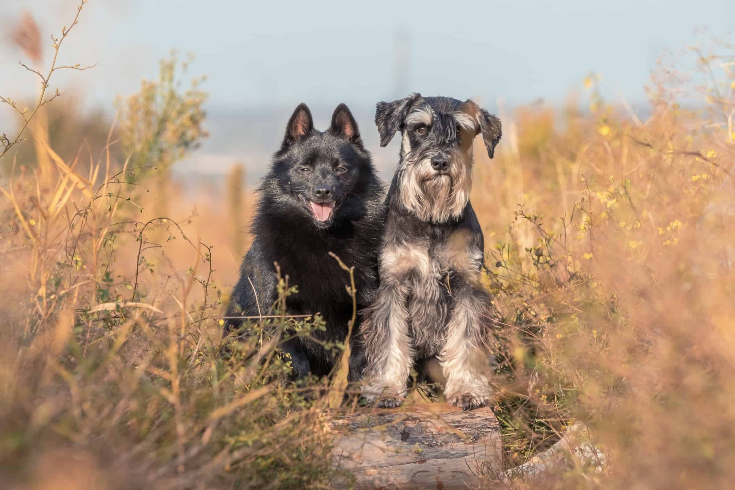 Male vs. Female Miniature Schnauzer: Which Is Better?