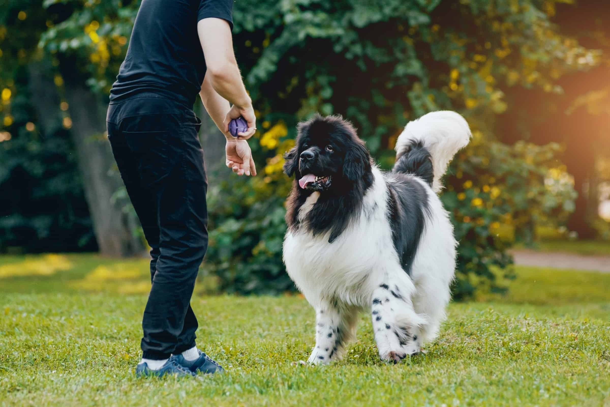 Male vs. Female Newfoundland: Which Is Better?