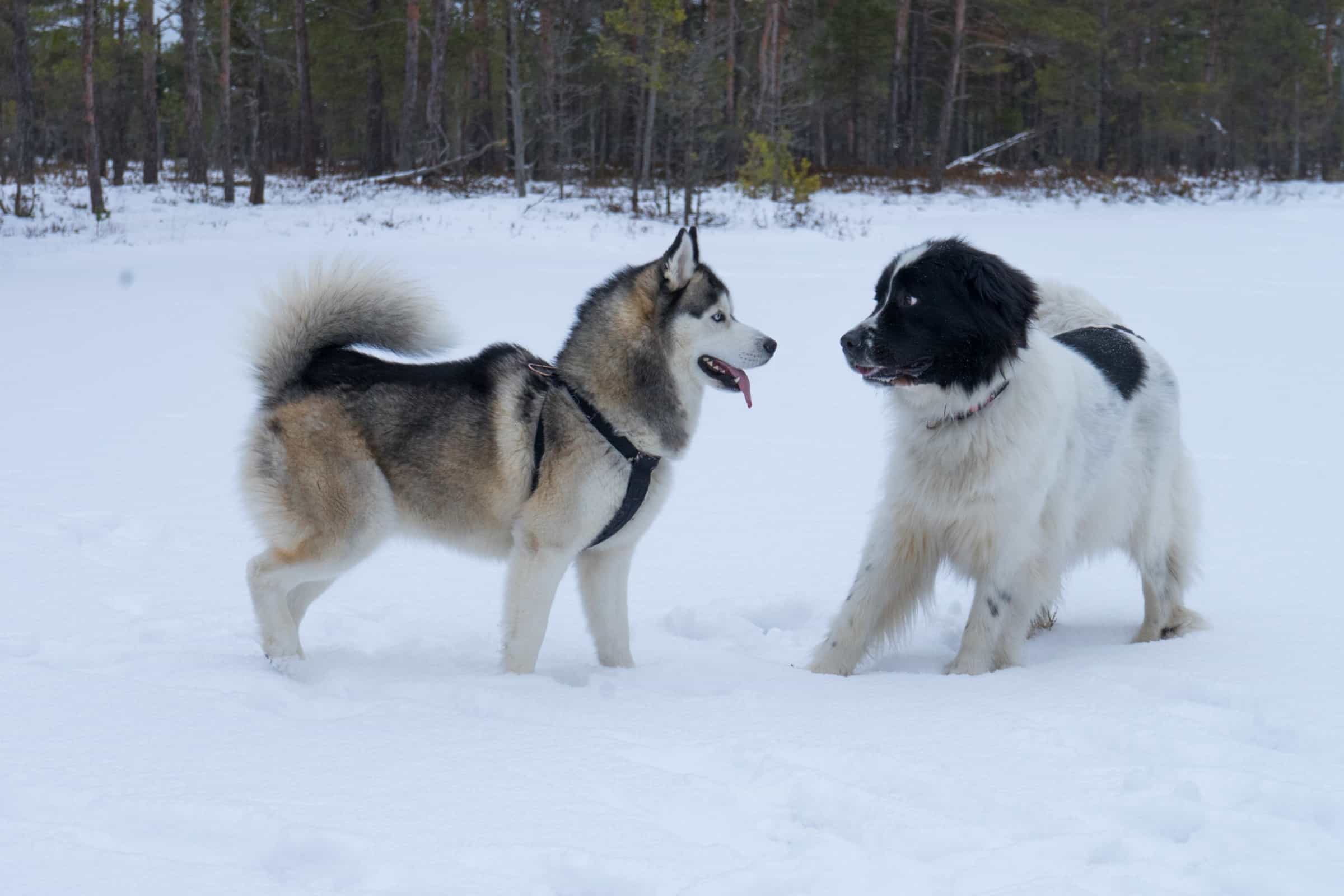 Male vs. Female Newfoundland: Which Is Better?
