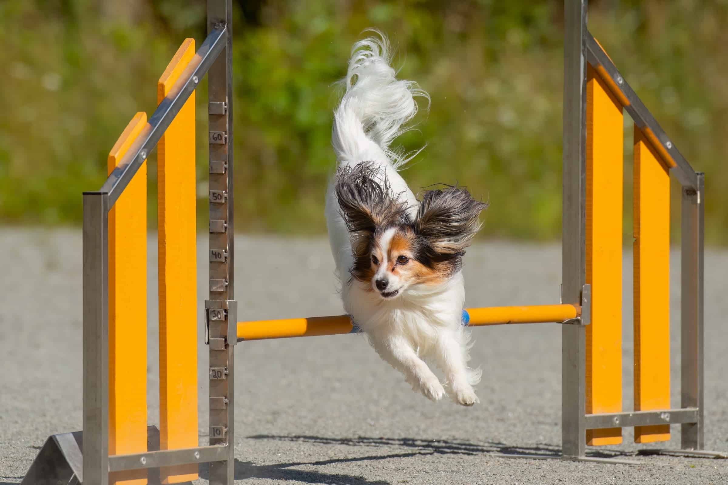 Male vs. Female Papillon: Which Is Better? - Happy Dog Breeds