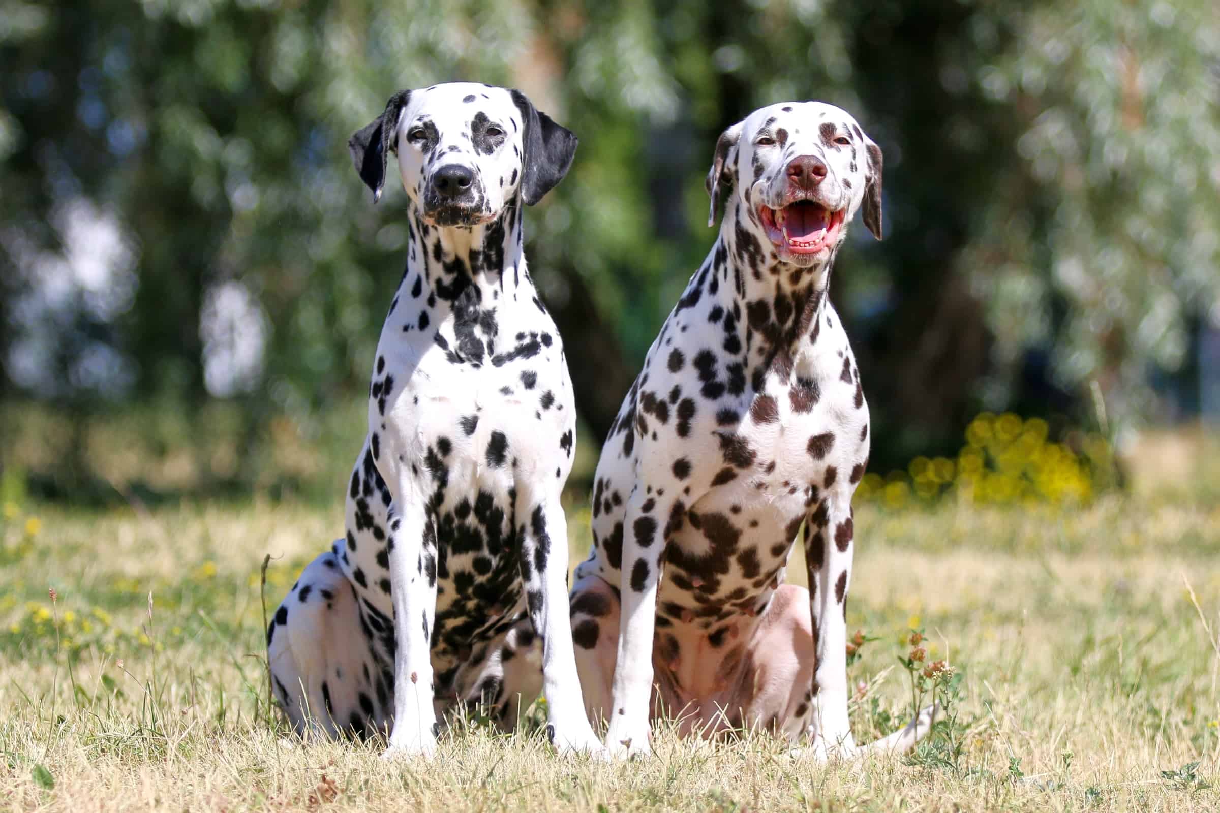 Male vs. Female Dalmatian: Which Is Better?