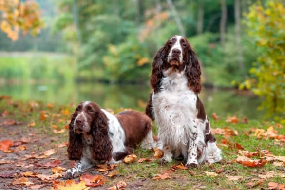 Male vs. Female Belgian Malinois: Which Is Better?