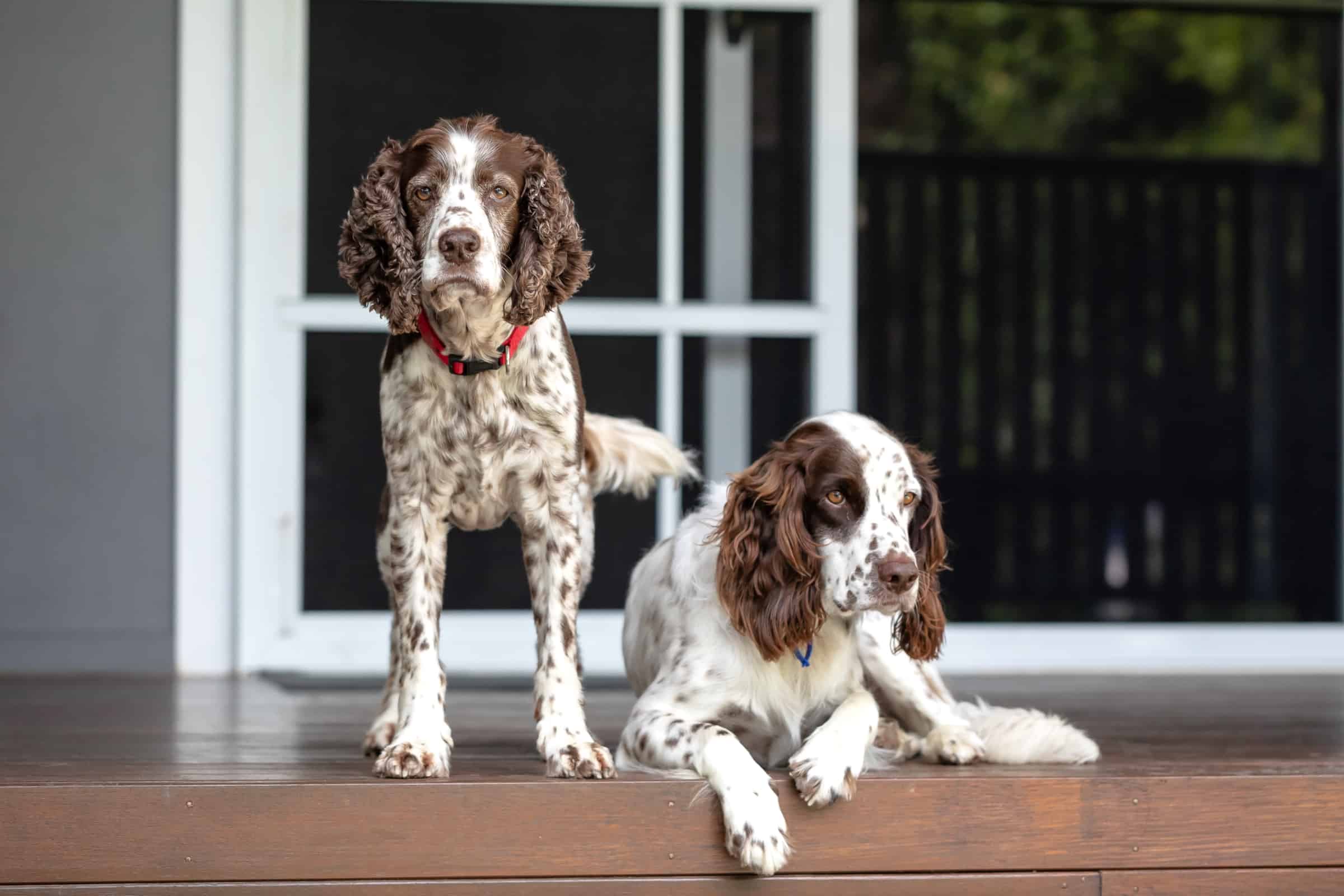 Male vs. Female English Springer Spaniel: Which Is Better?