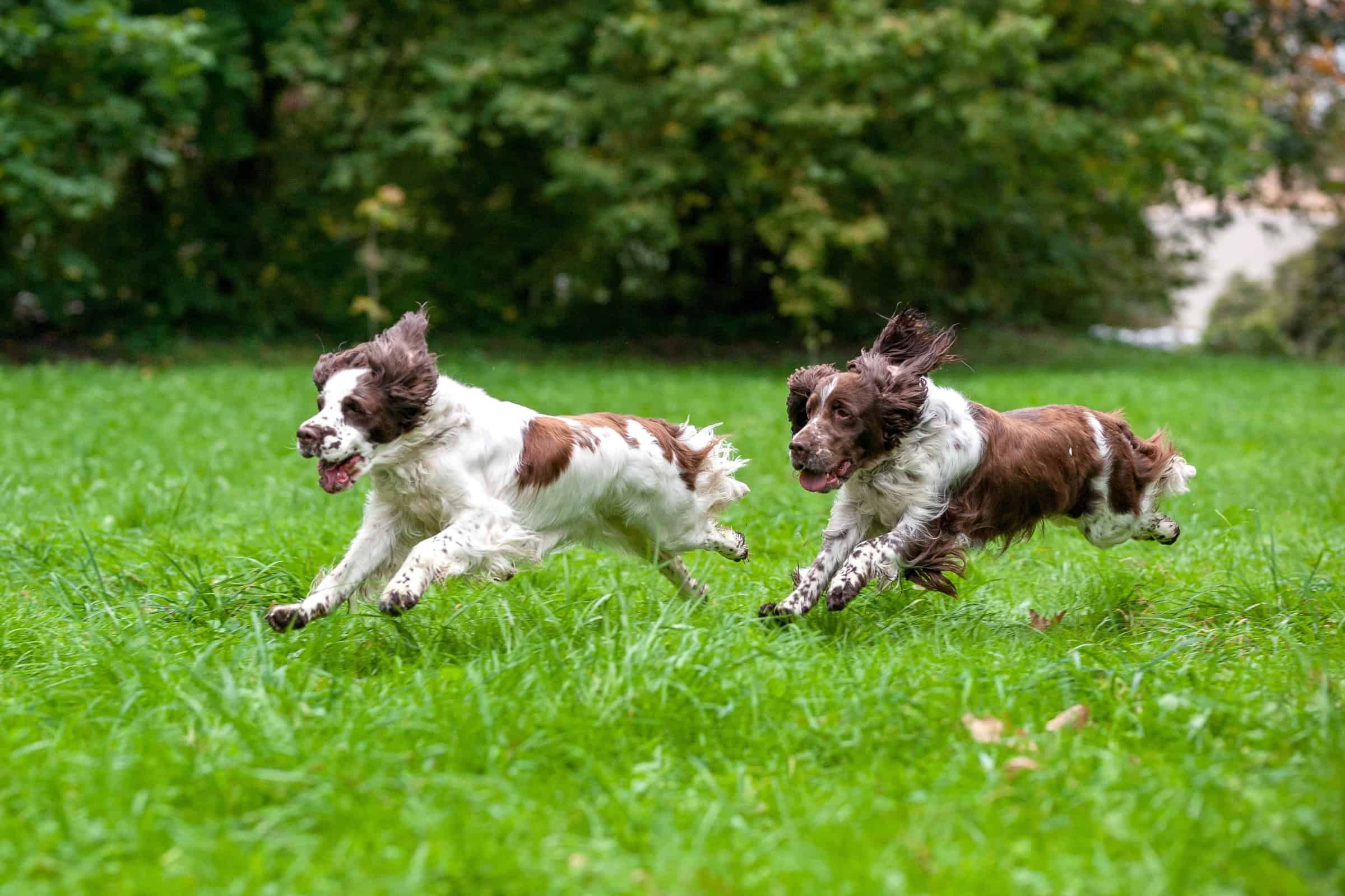 Male vs. Female English Springer Spaniel: Which Is Better?