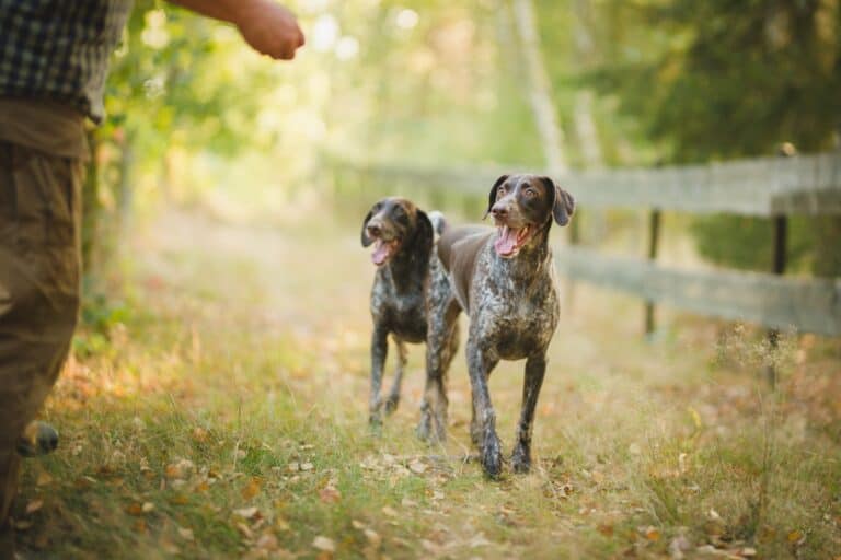 Male vs. Female German Shorthaired Pointer: Which Is Better?