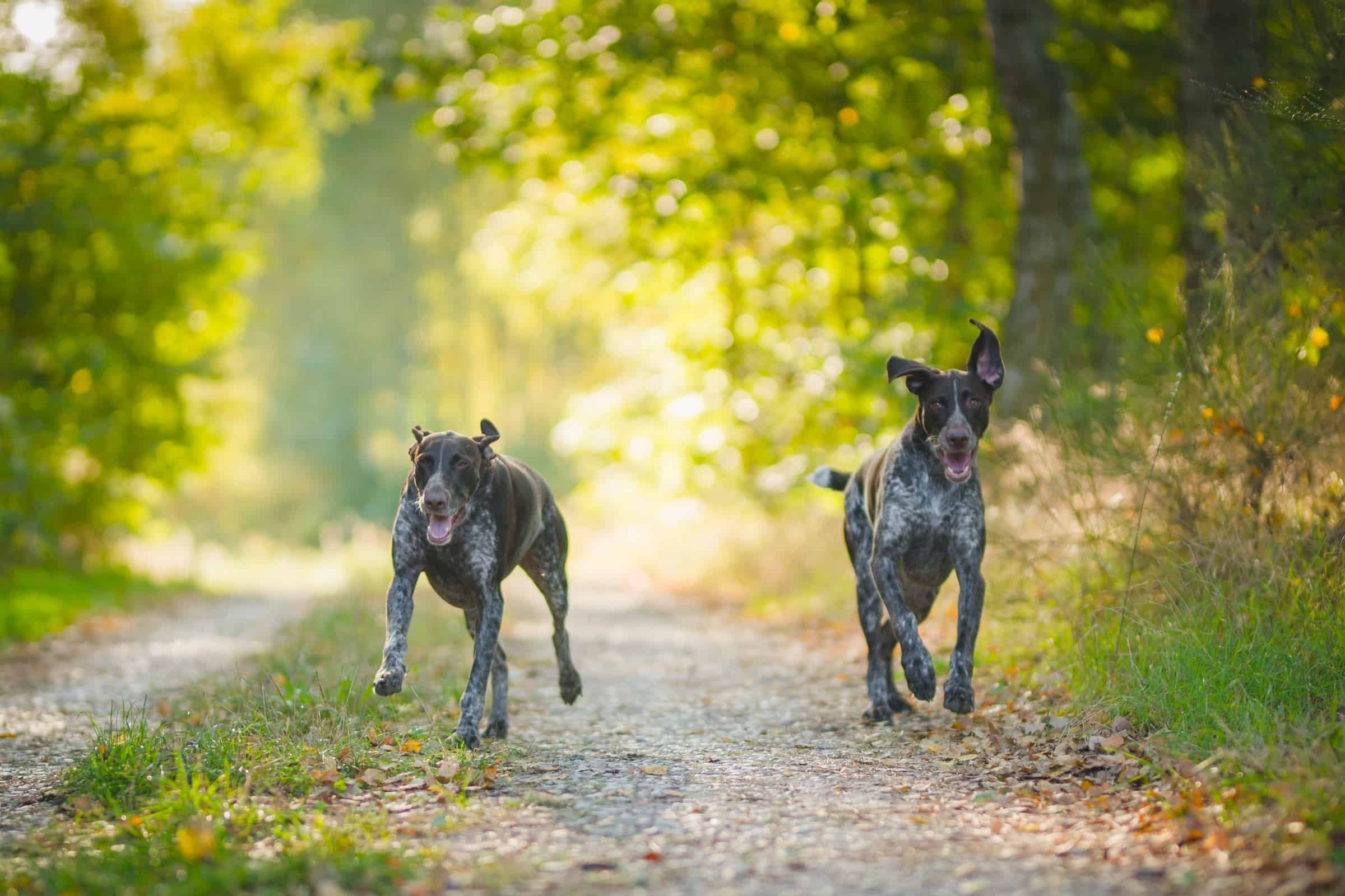 Male vs. Female German Shorthaired Pointer: Which Is Better?