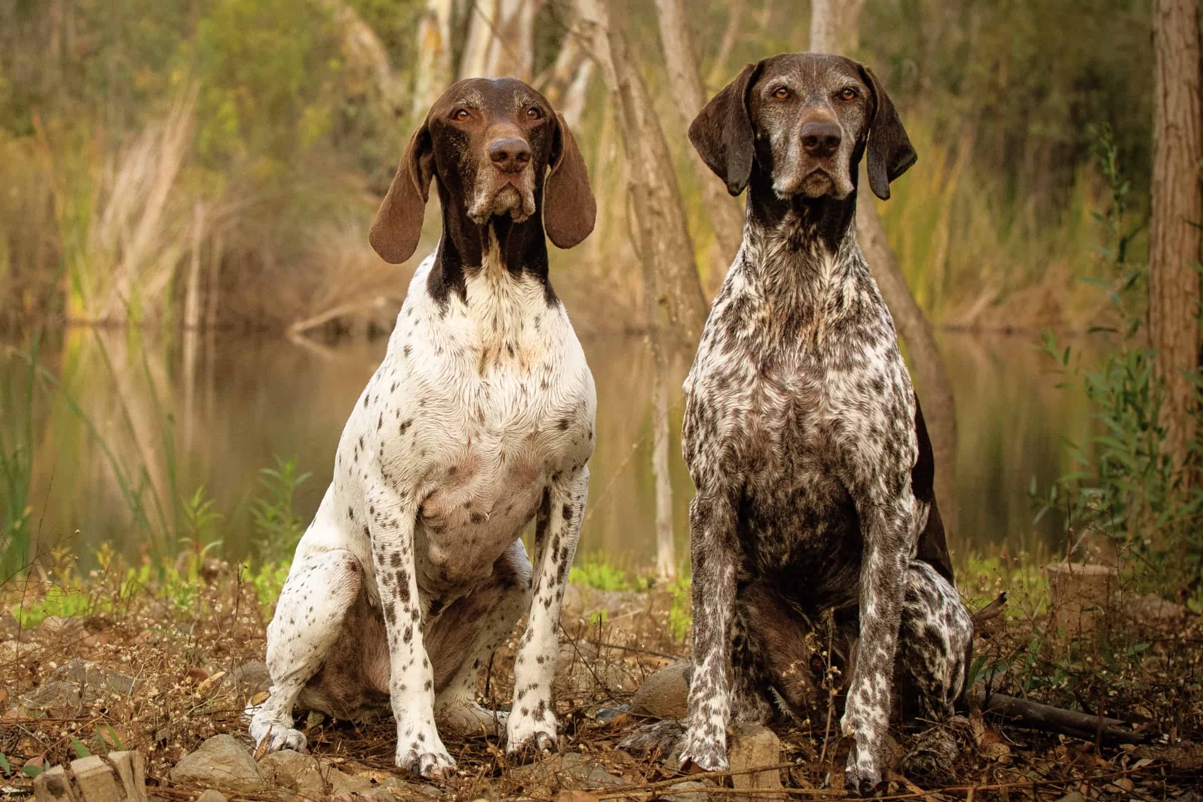 Male vs. Female German Shorthaired Pointer: Which Is Better?