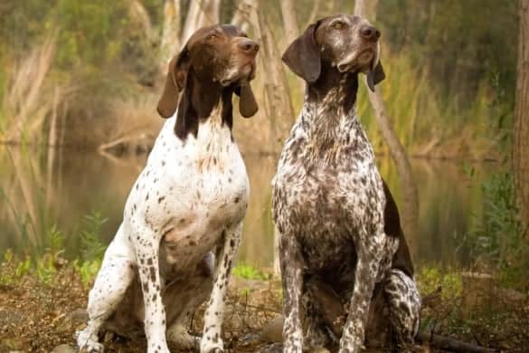 Male vs. Female German Shorthaired Pointer: Which Is Better?