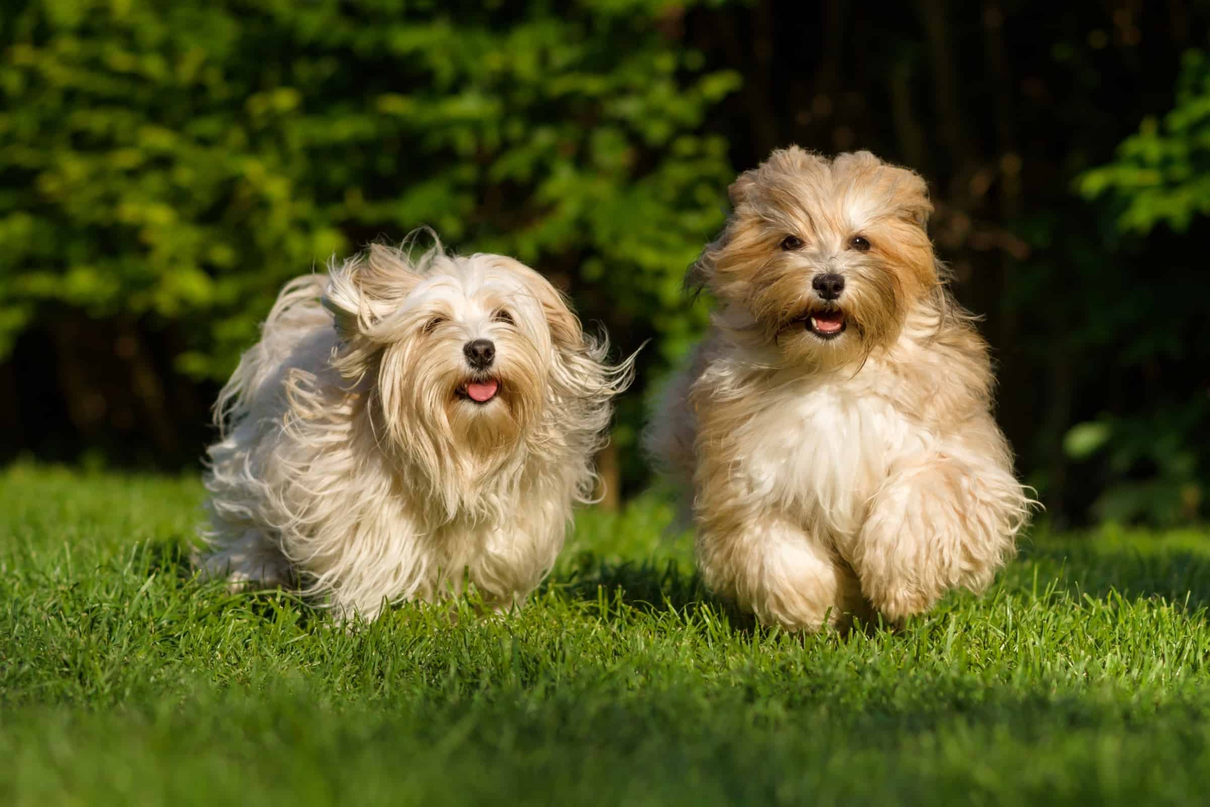 Male vs. Female Havanese: Which Is Better?