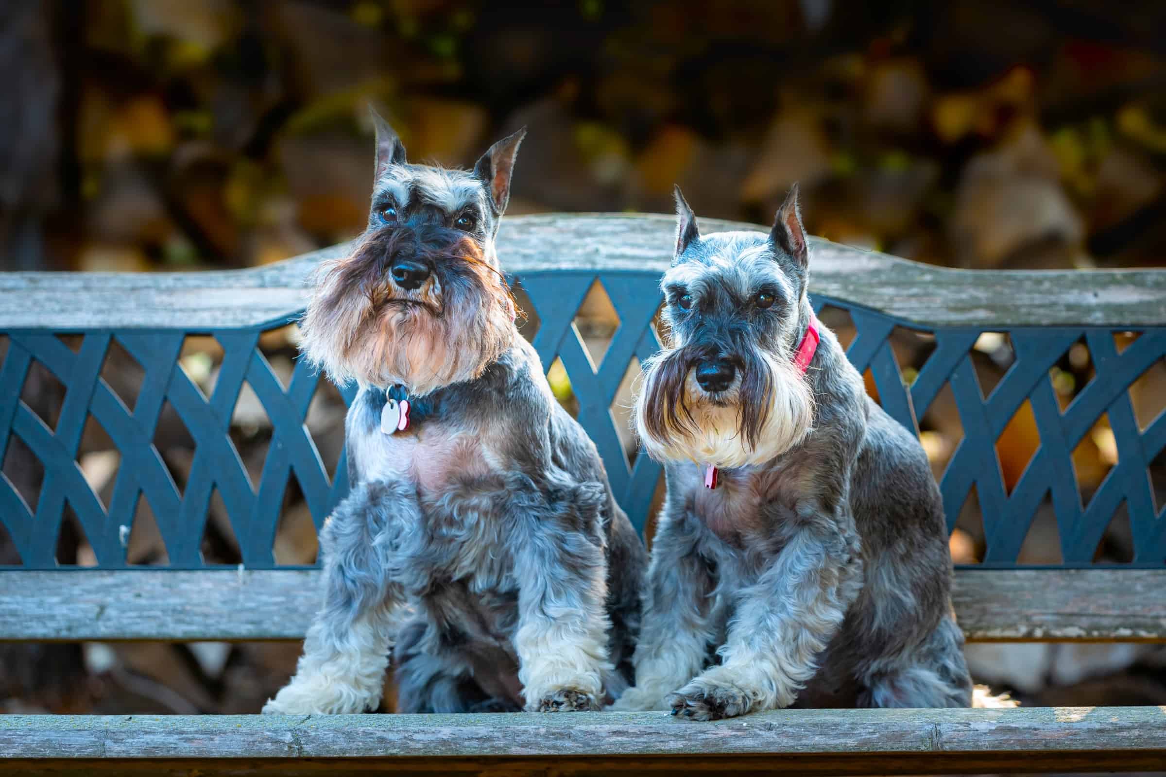 Male vs. Female Miniature Schnauzer: Which Is Better?