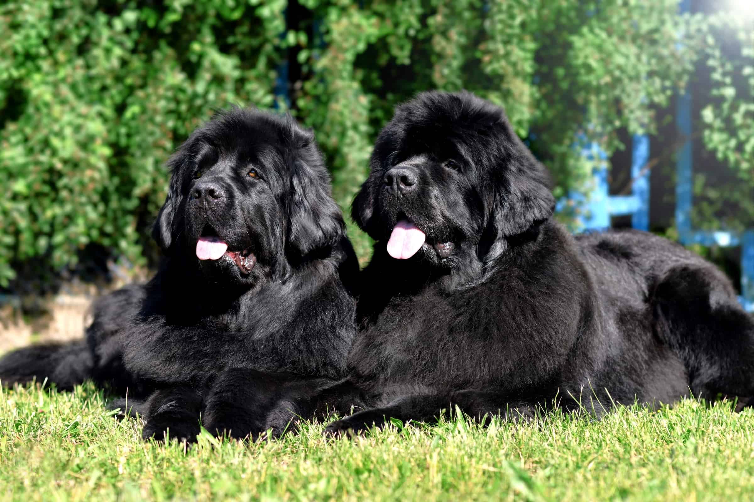 Male vs. Female Newfoundland: Which Is Better?