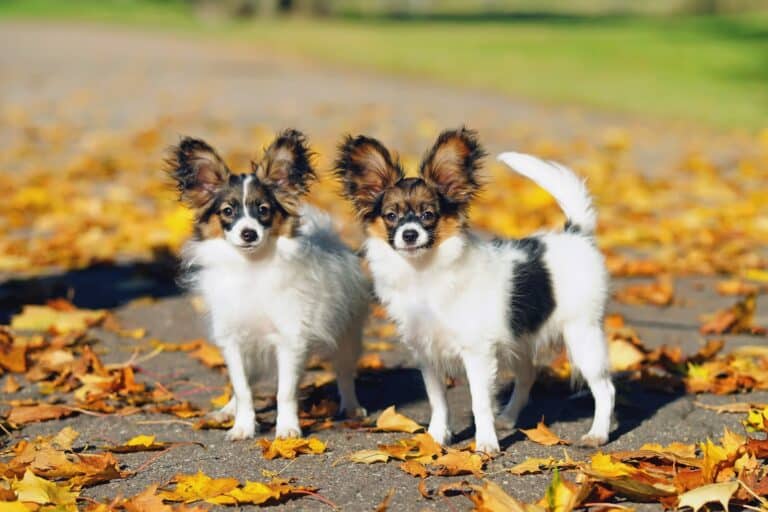 Male vs. Female Papillon: Which Is Better? - Happy Dog Breeds