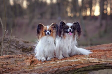 Male vs. Female Papillon: Which Is Better? - Happy Dog Breeds