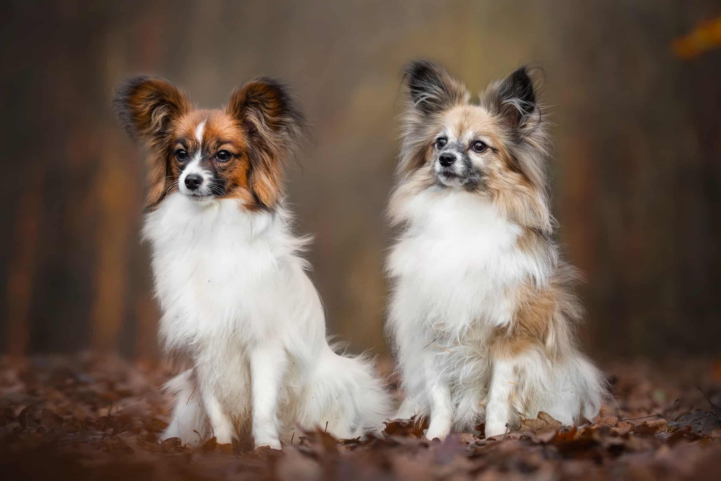 Male vs. Female Papillon: Which Is Better? - Happy Dog Breeds