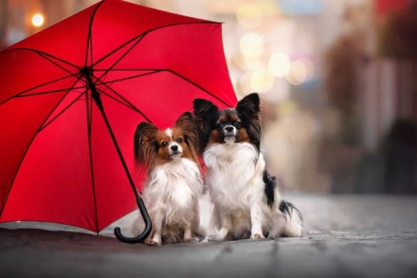 Male vs. Female Papillon: Which Is Better? - Happy Dog Breeds