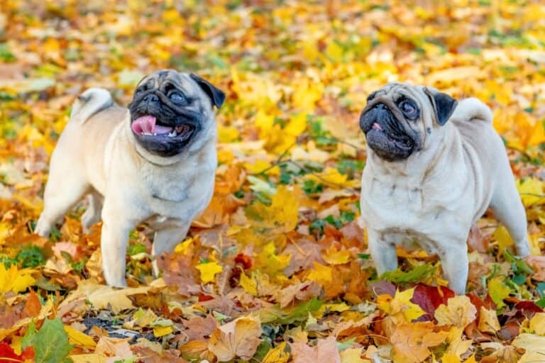 Male vs. Female Pug: Which Is Better? - Happy Dog Breeds